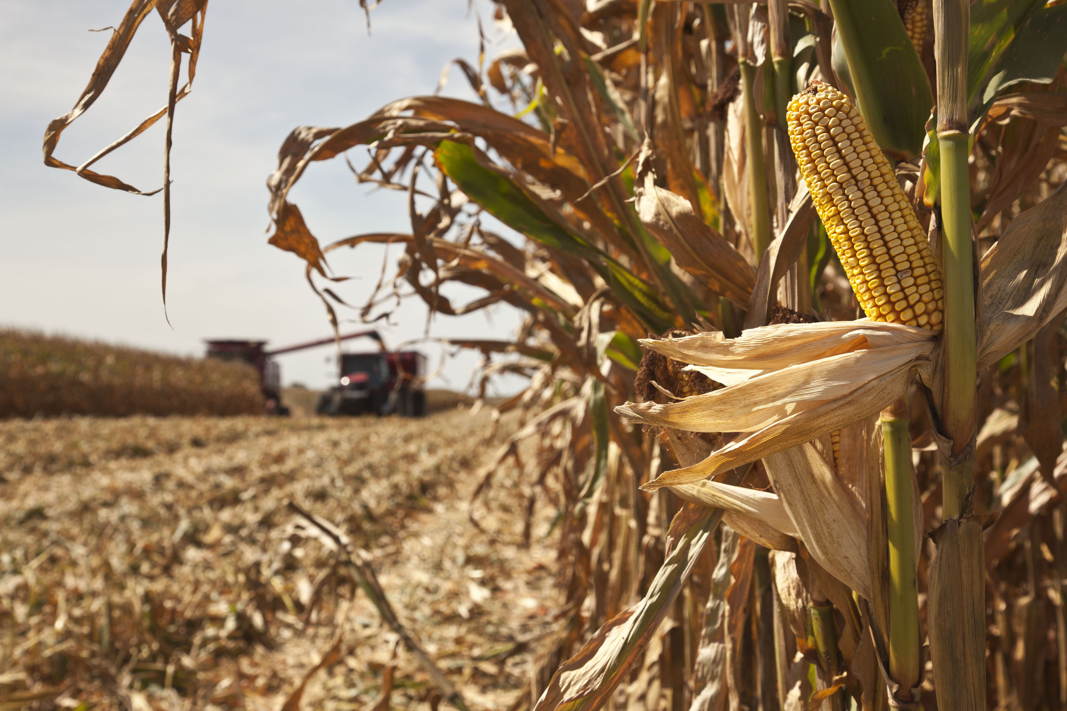 Corn Harvest 9 15 11 08 Mclean County Ag In The Classroom