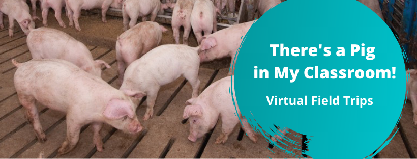 AITC Virtual Pig Field Trips – McLean County Ag in the Classroom